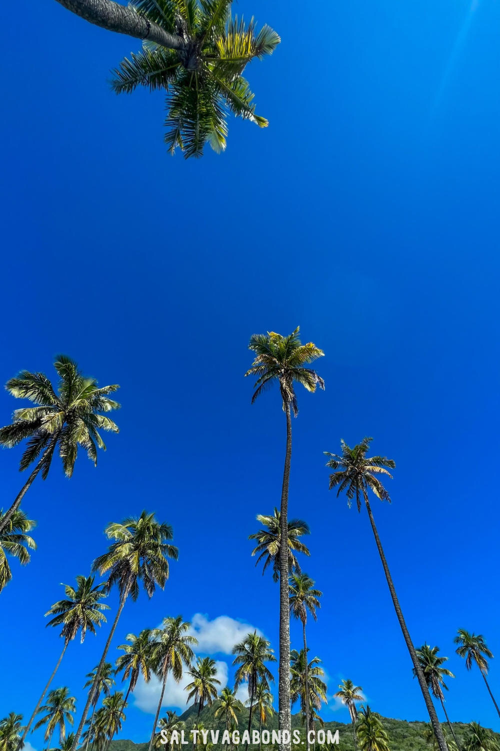 The Best Snorkeling Spots On Moorea For Families!