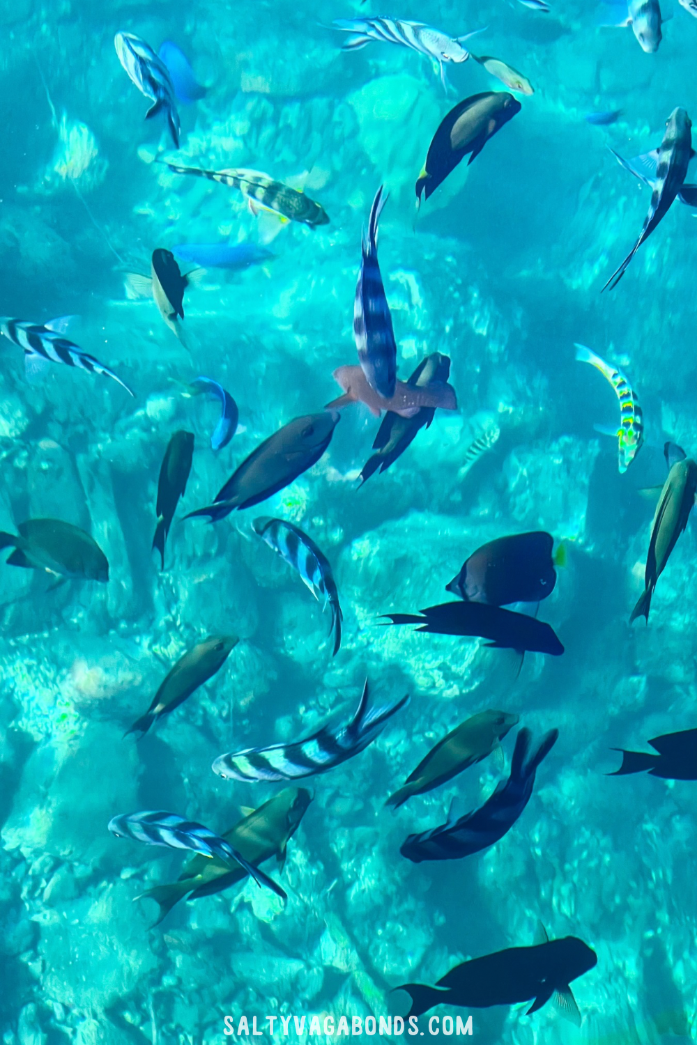The Best Snorkeling Spots On Moorea For Families!