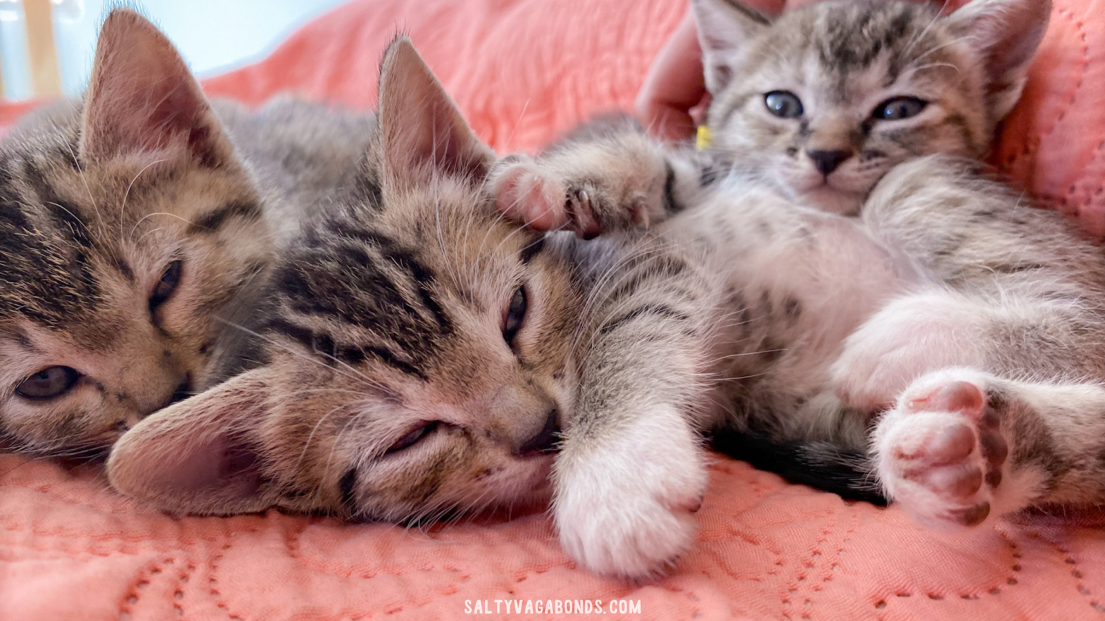 Top Pet Sitting Tips While House Sitting as A Family