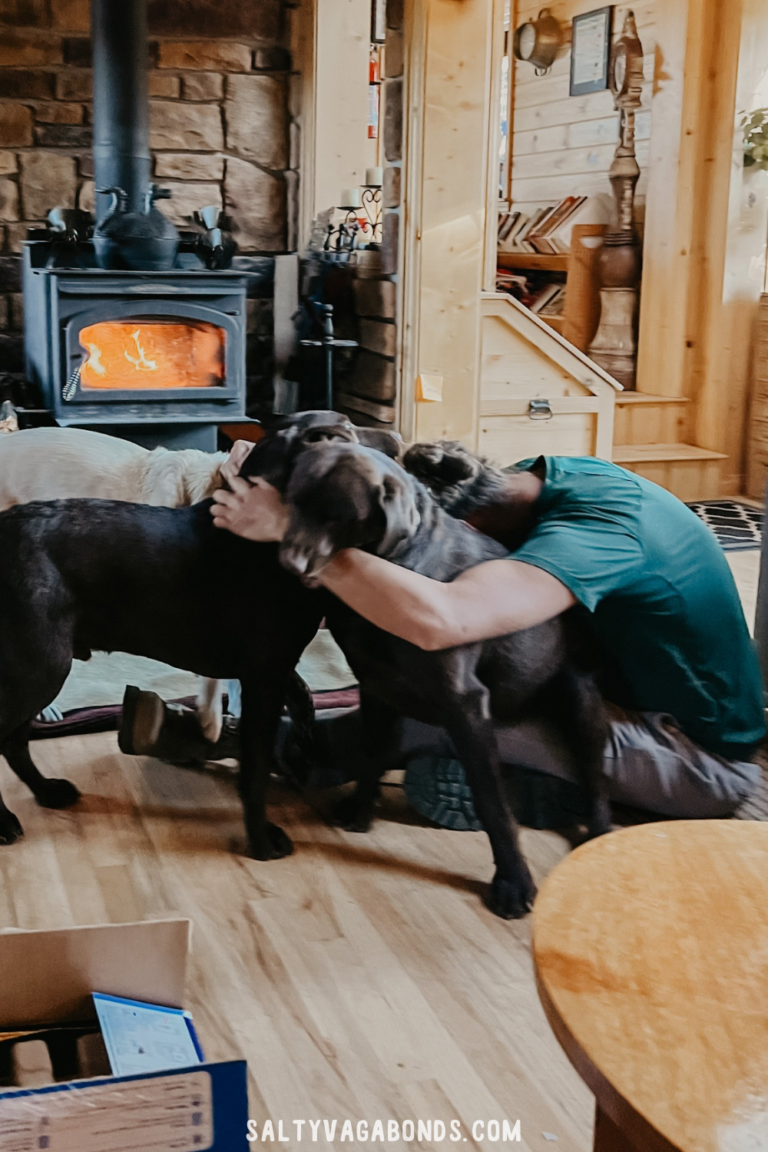 Top Pet Sitting Tips While House Sitting as A Family