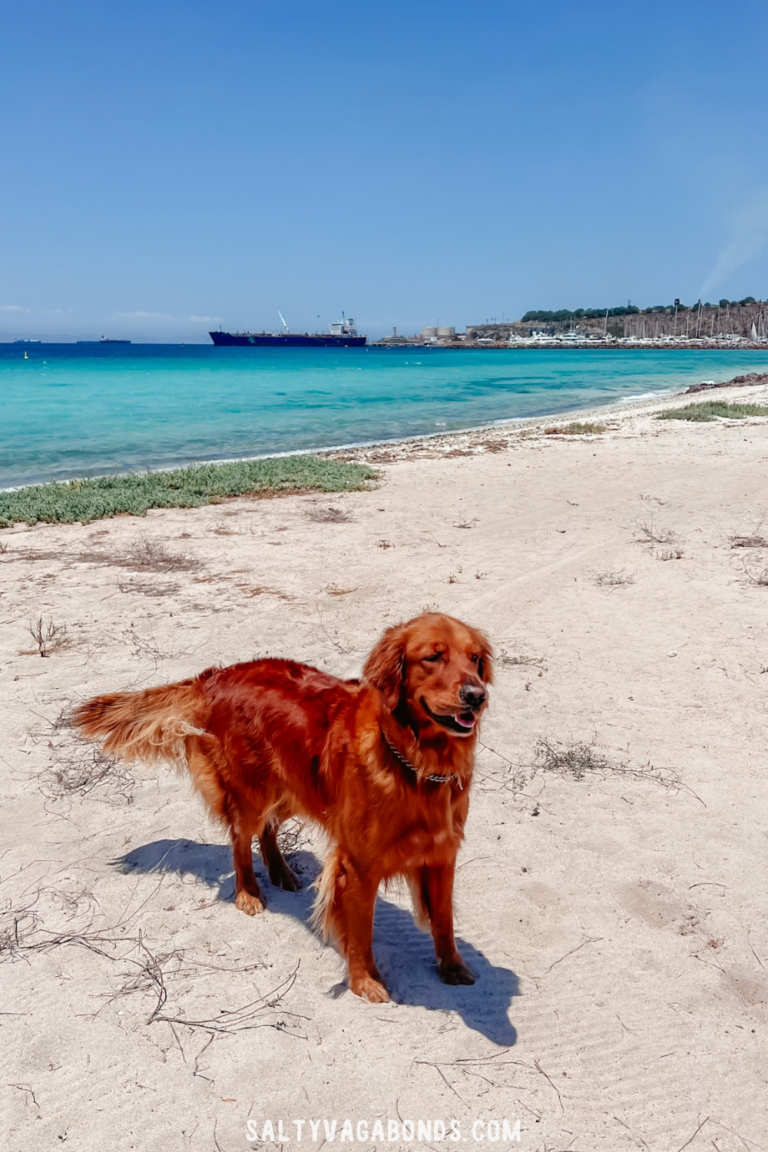 Top Pet Sitting Tips While House Sitting as A Family